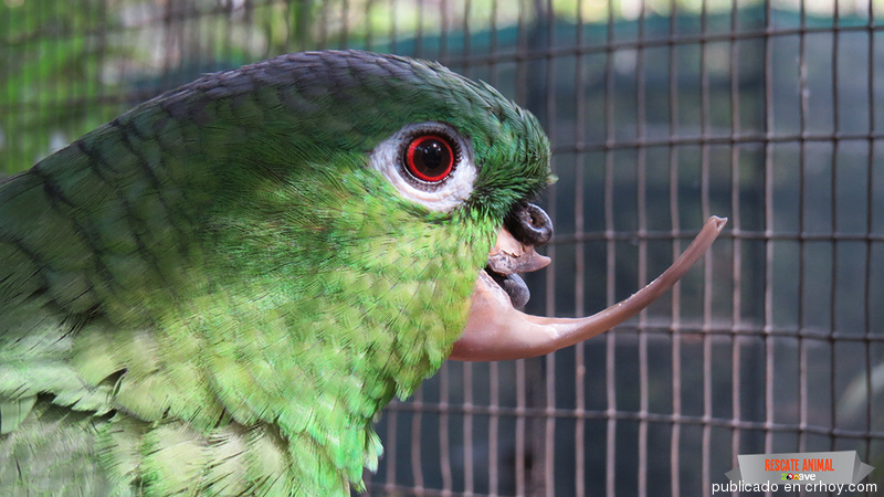Parrot with strange peak was sent to Zoo Ave