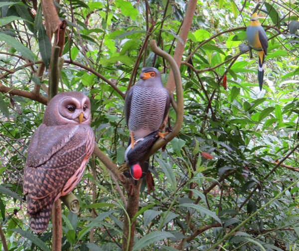 UNESCO declares Savegre as Biosphere Reserve