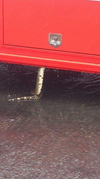 Snakes Bus Anaconda Snake