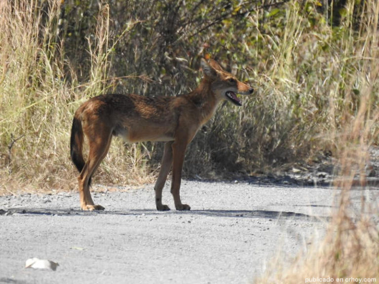 Coyote sighting in conservation area - American Expatriate Costa Rica
